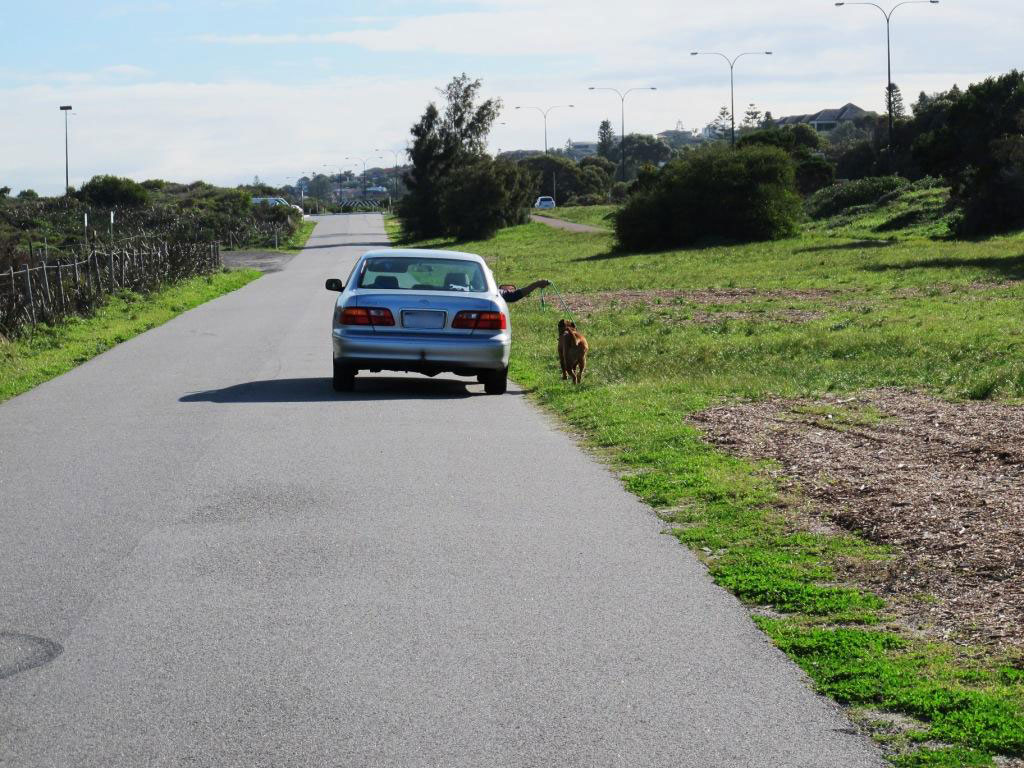 Red Dog | The Worst of Perth